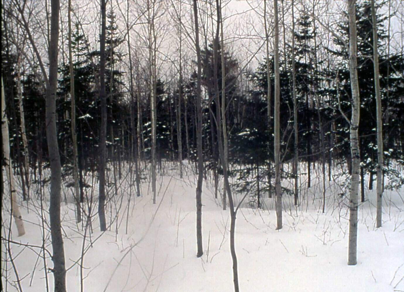 BT - Pre commercial thinning. | Silviculture | The North Shore Forest ...